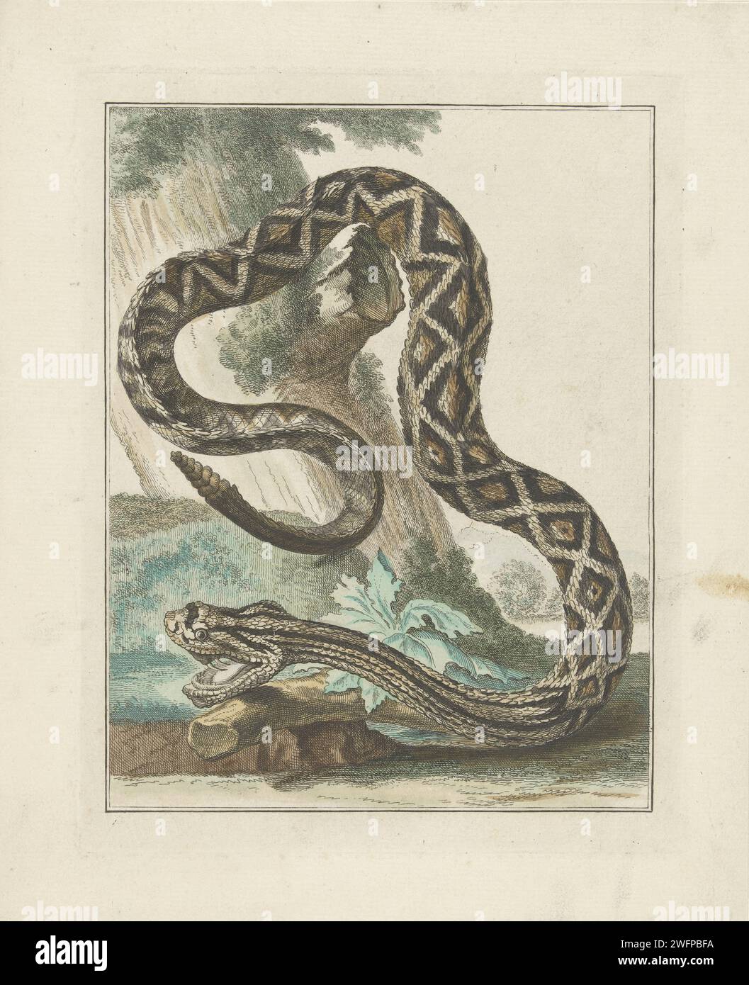 South American rattlesnake (Crotalus Durissus), Simon Fokke, 1722 ...