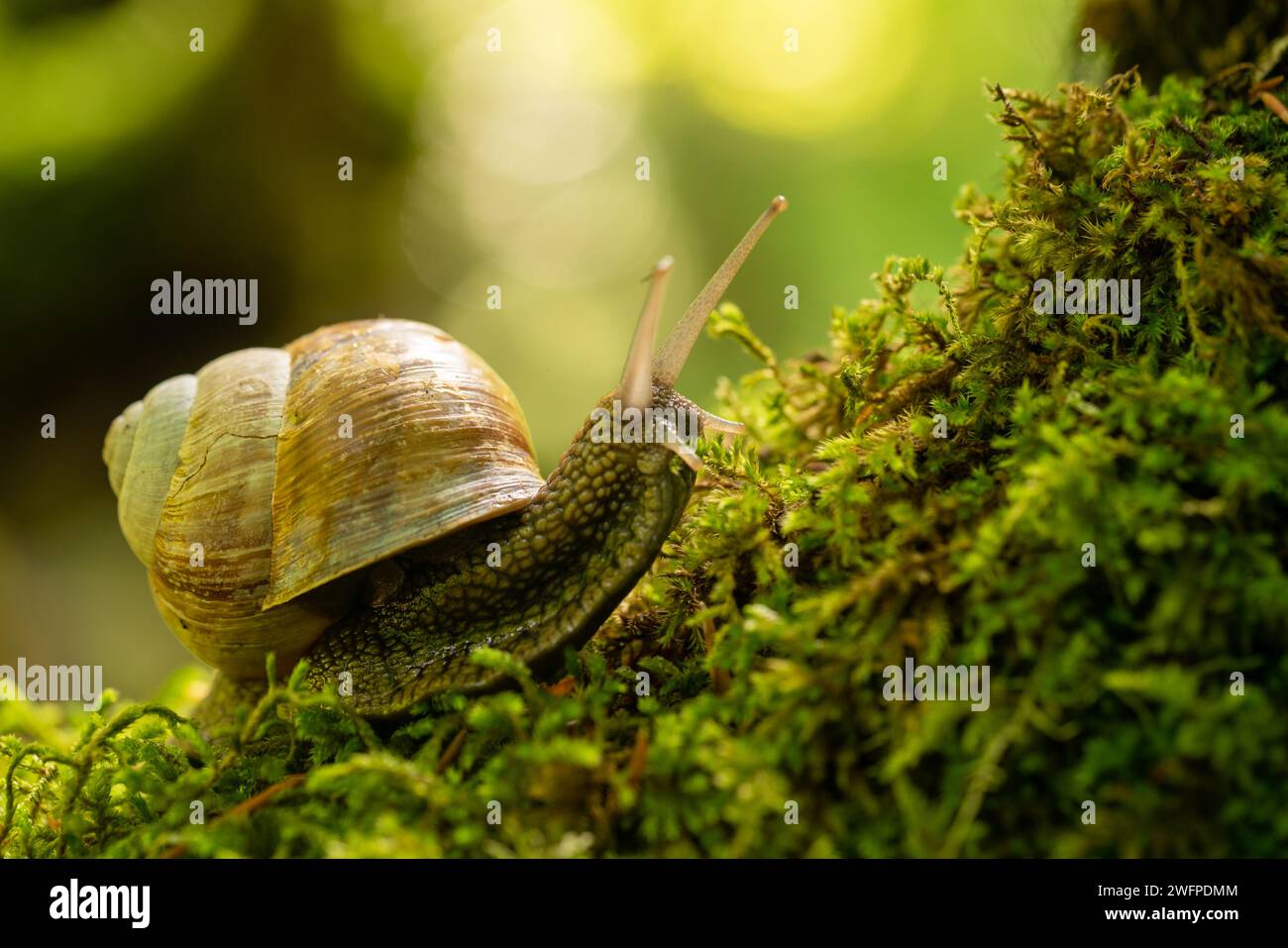 Grape plant bark hi-res stock photography and images - Alamy