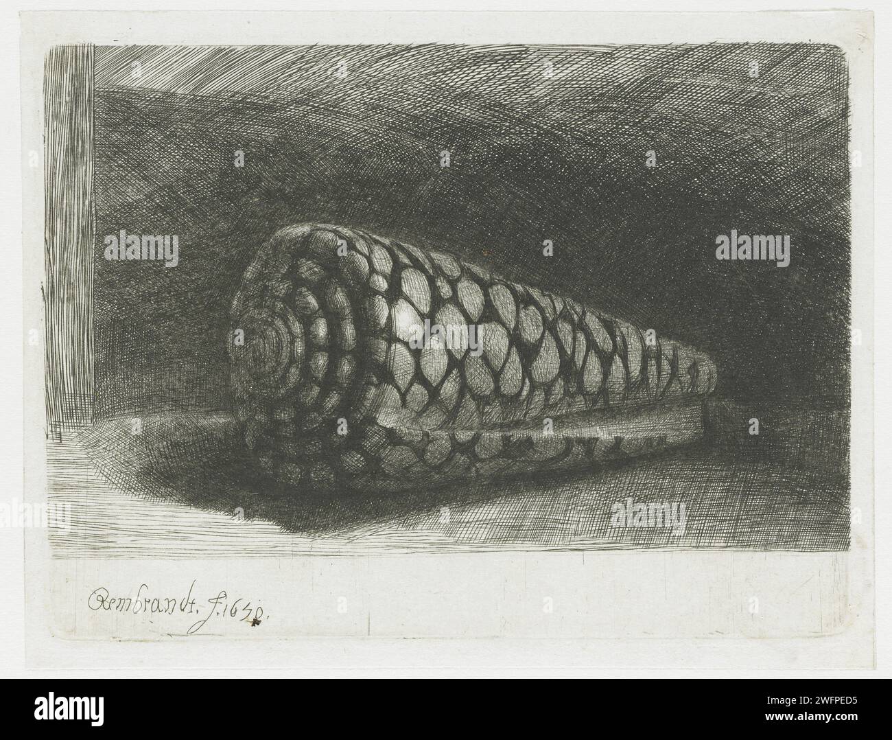 Rembrandt shell hi-res stock photography and images - Alamy