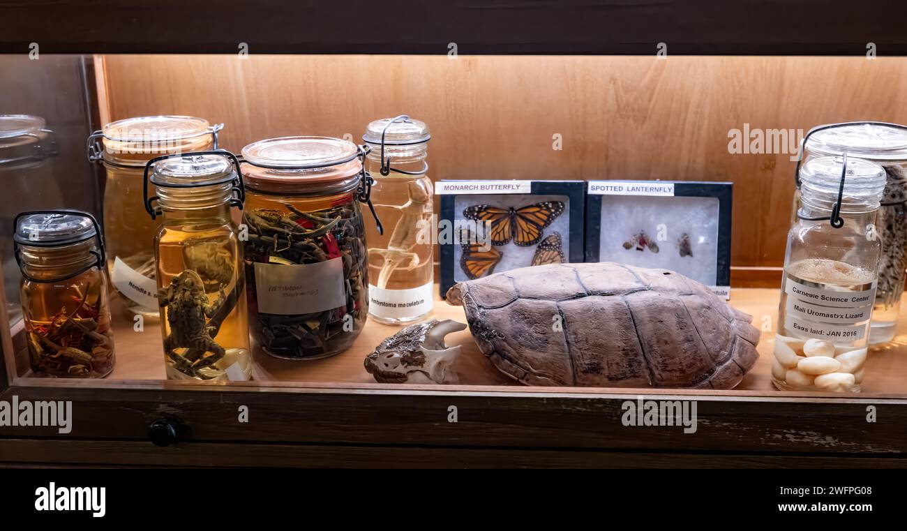 Fixed biological samples on display at Carnegie Science Center ...