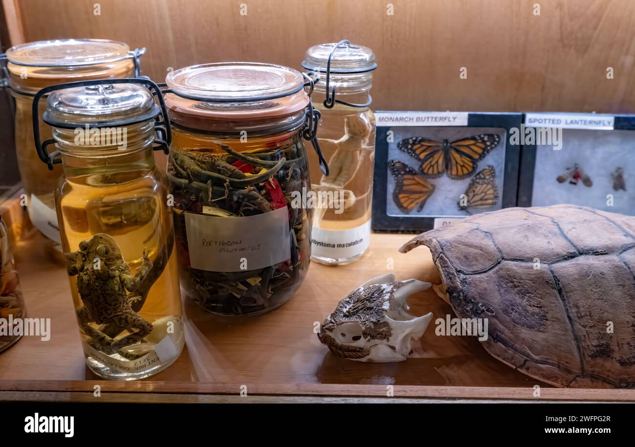 Fixed biological samples on display at Carnegie Science Center ...