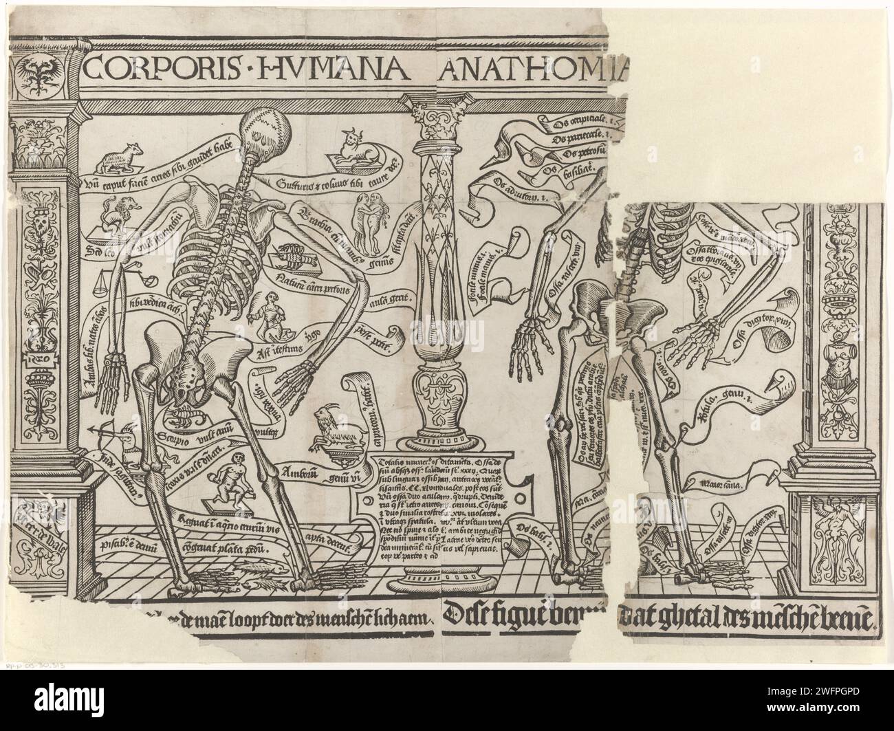 Human Skeleton, Peter de Wale (I), 1530 print On the left the rear view ...