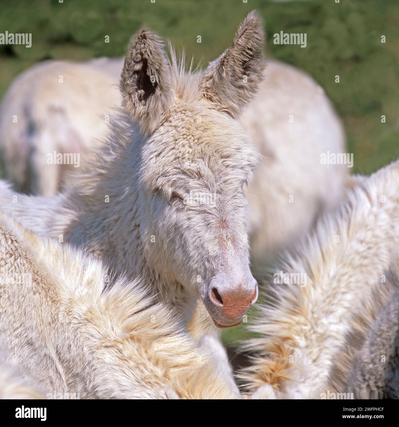 Austrian-Hungarian white donkeys, "Baroque donkeys" were popular in the ...