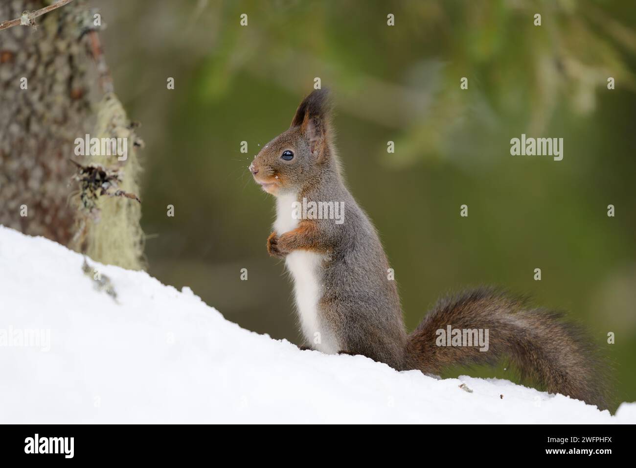 Cute Norwegian Red squirrel (Sciurus vulgaris) in snow Stock Photo - Alamy