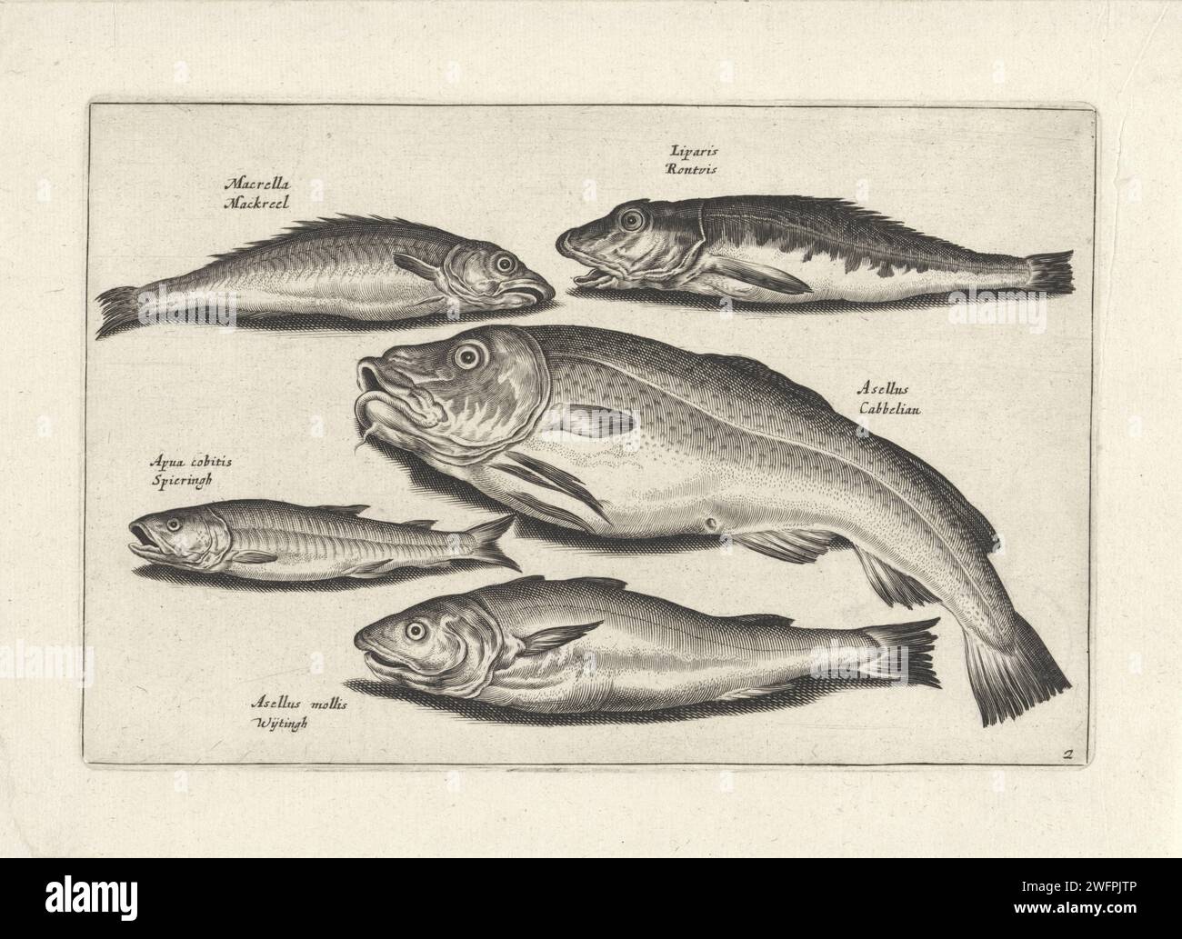 Five different types of fish, Anonymous, After Adriaen Collaert, 1634 ...