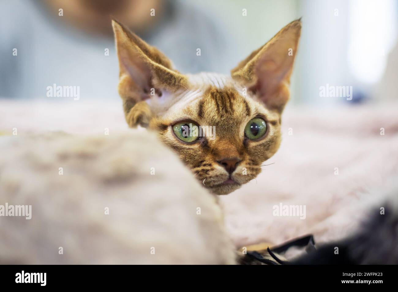 Black cornish rex cat hi-res stock photography and images - Alamy