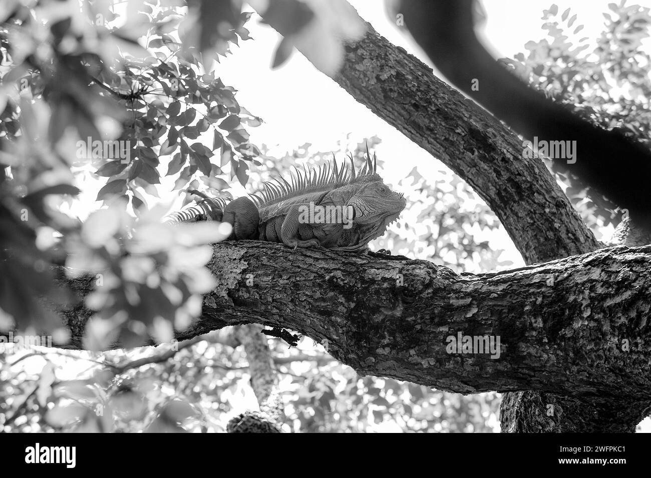 iguana lizard on the tree. iguana lizard in nature. photo of iguana ...