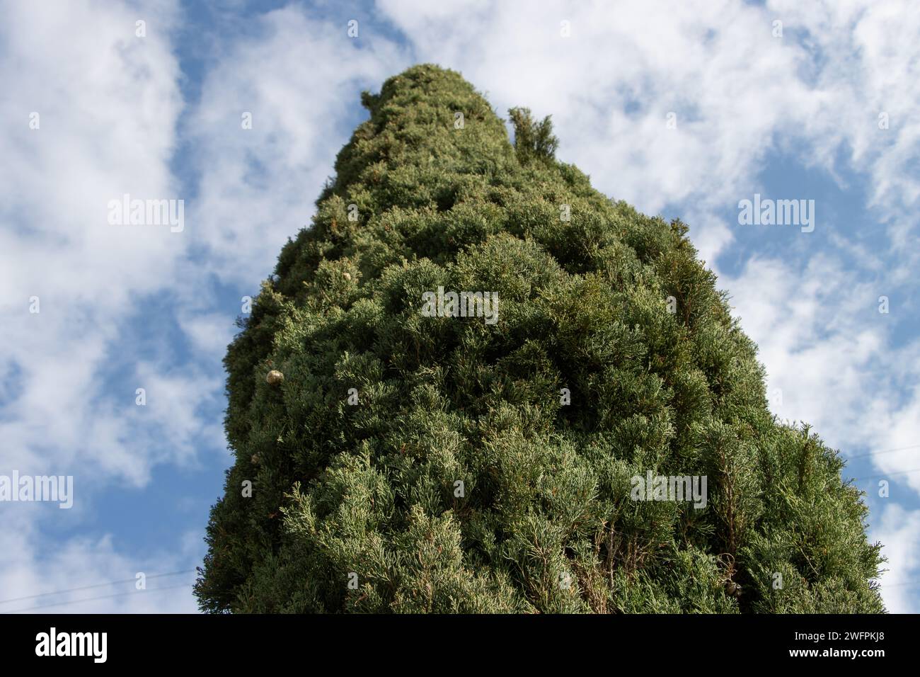 Italian cypress tree hi-res stock photography and images - Alamy