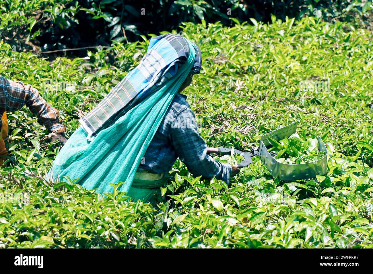 Woman plucking fresh tea leaves hi-res stock photography and images - Alamy