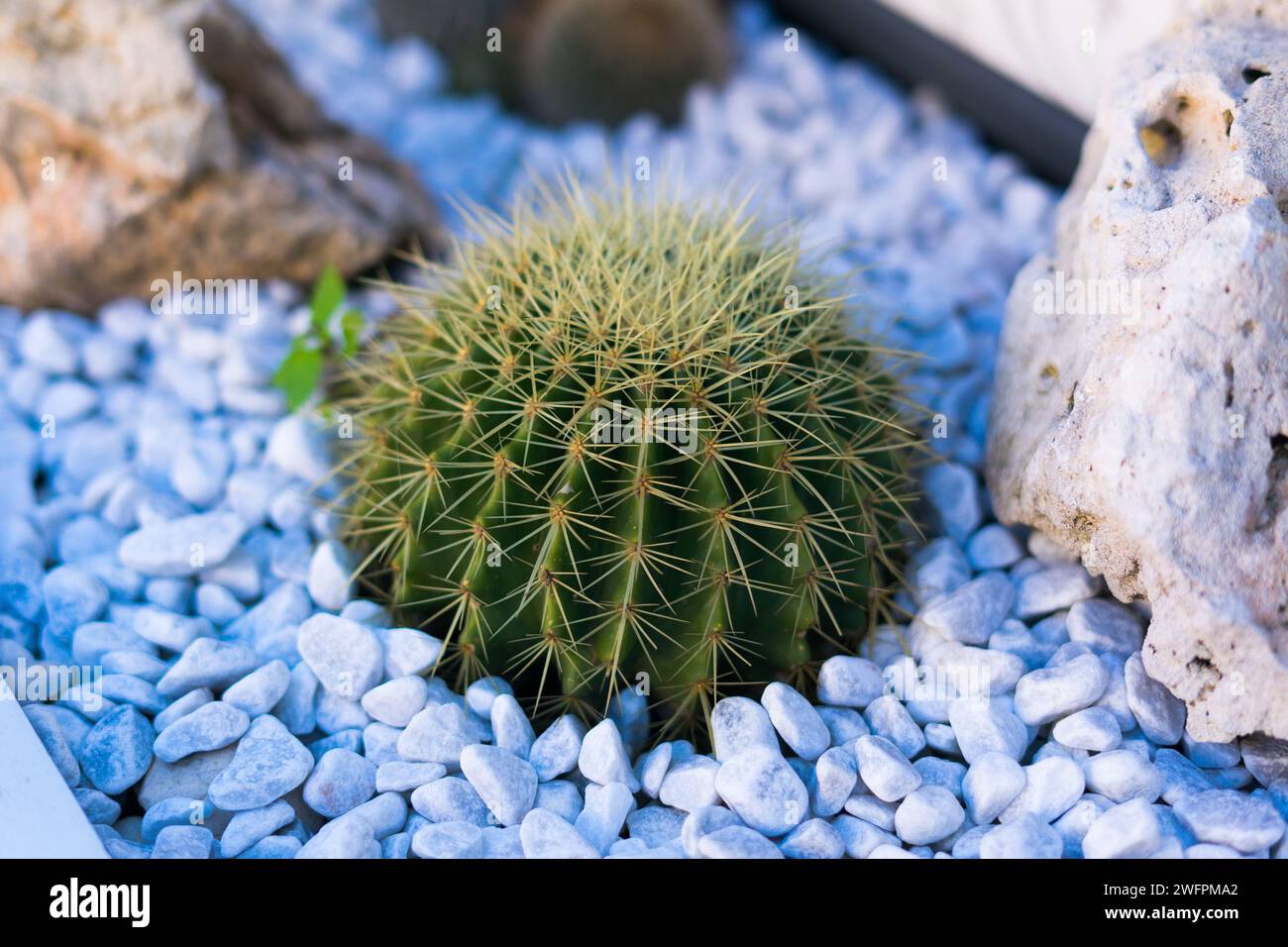 Cactus plant in Italy at the street planting from stones Stock Photo ...