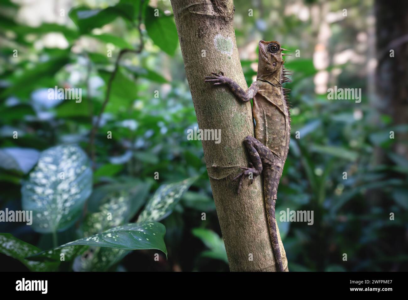 The Peninsular Horned Tree Lizard, Acanthosaura armata, in the tropical ...