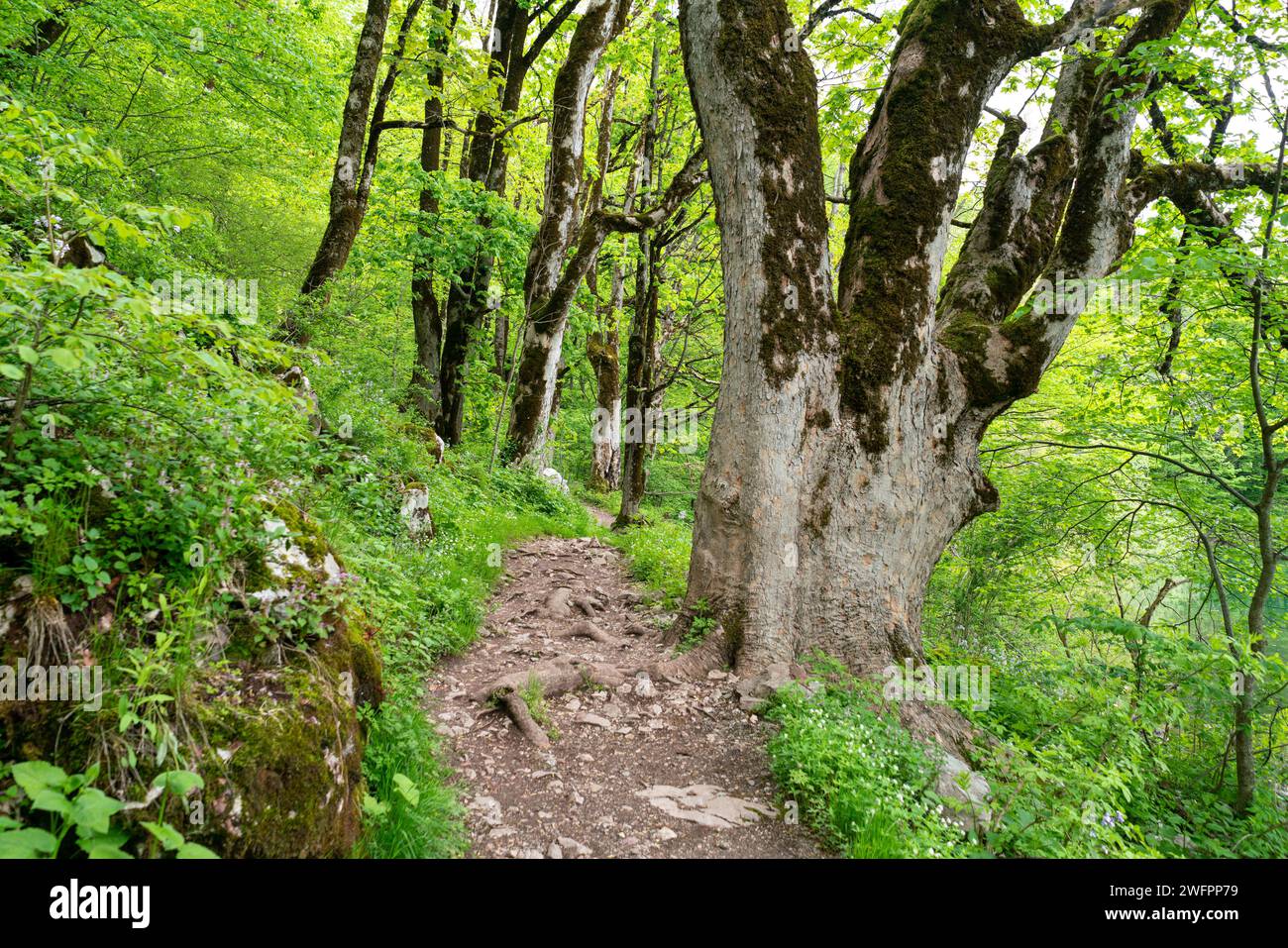 National park Biogradska gora in Montenegro Stock Photo - Alamy