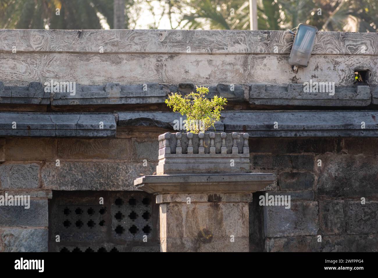A Tulsi (basil) plant growing on an old stone plinth at the ancient ...