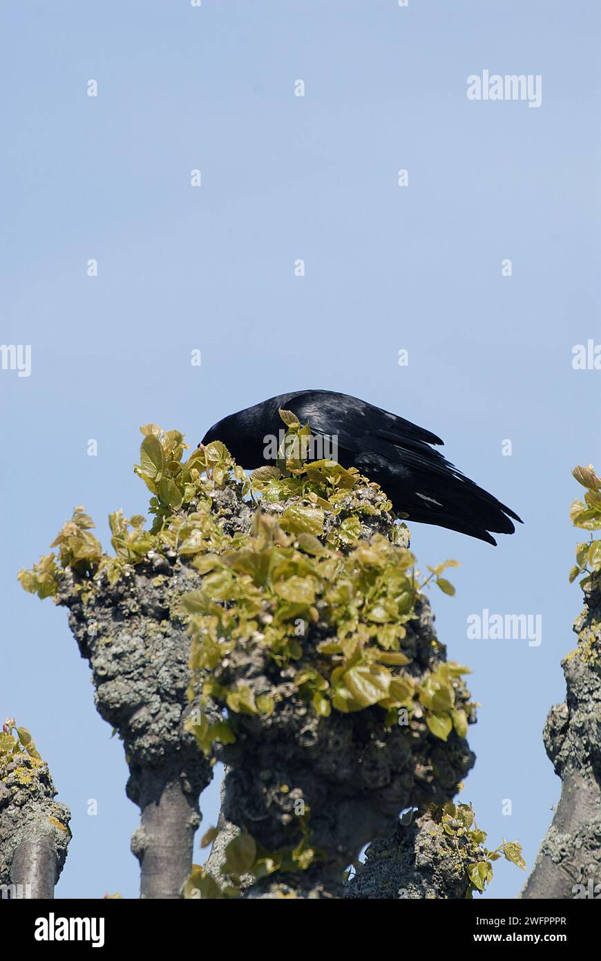 DragorCopenhagen / Denmark. 13 May 2016 Single crow / Photo. Francis ...