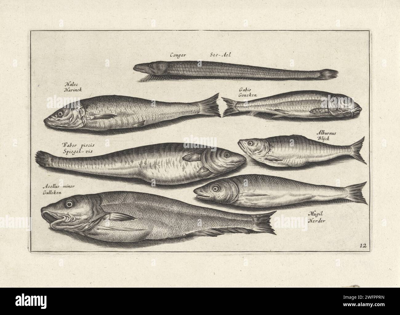 Seven Fishs, Anonymous, After Adriaen Collaert, 1634 print Seven ...