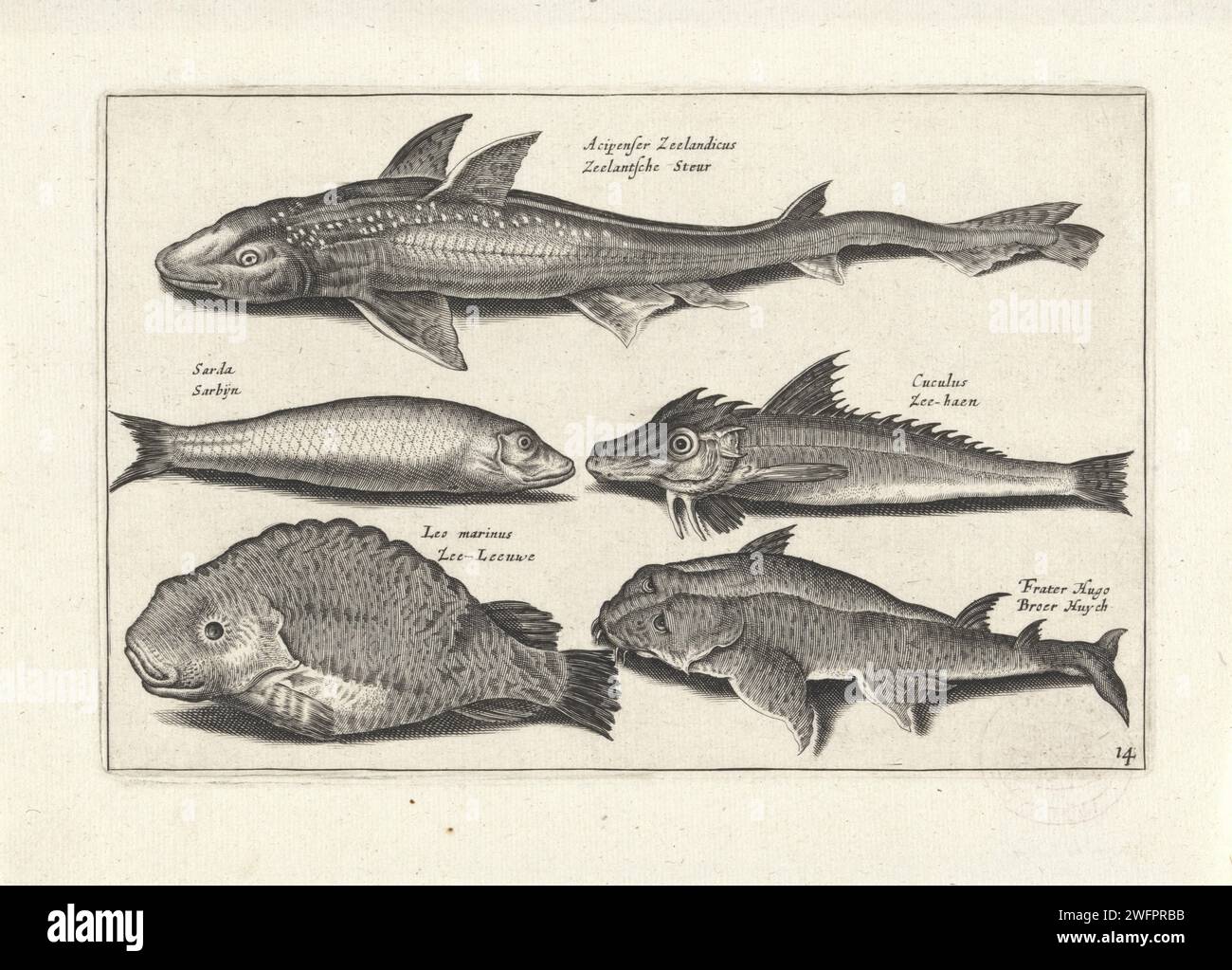 Five fish including a seachan, Anonymous, After Adriaen Collaert, 1634 ...