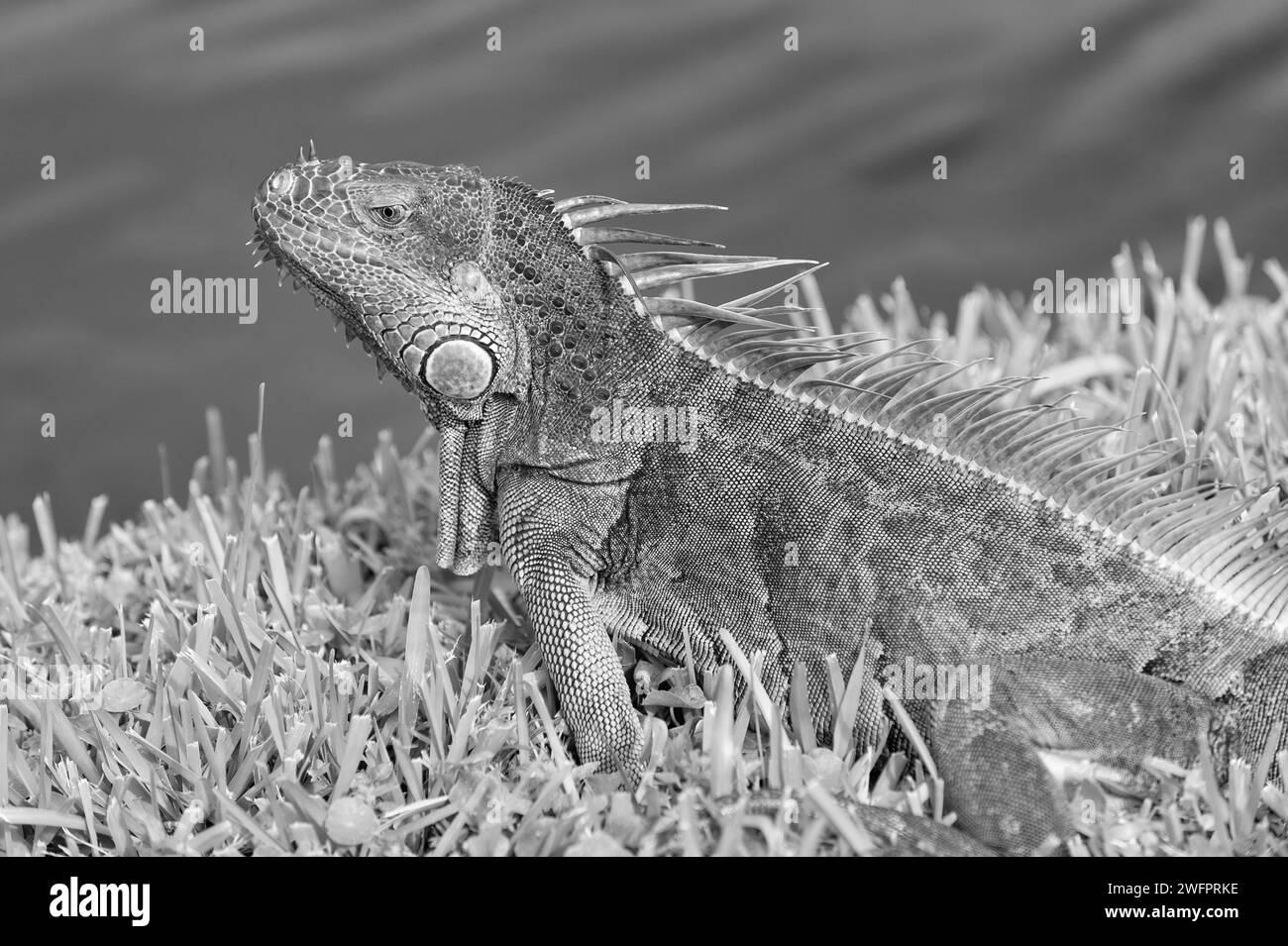 iguana lizard outdoor. iguana lizard outside. iguana lizard in nature ...