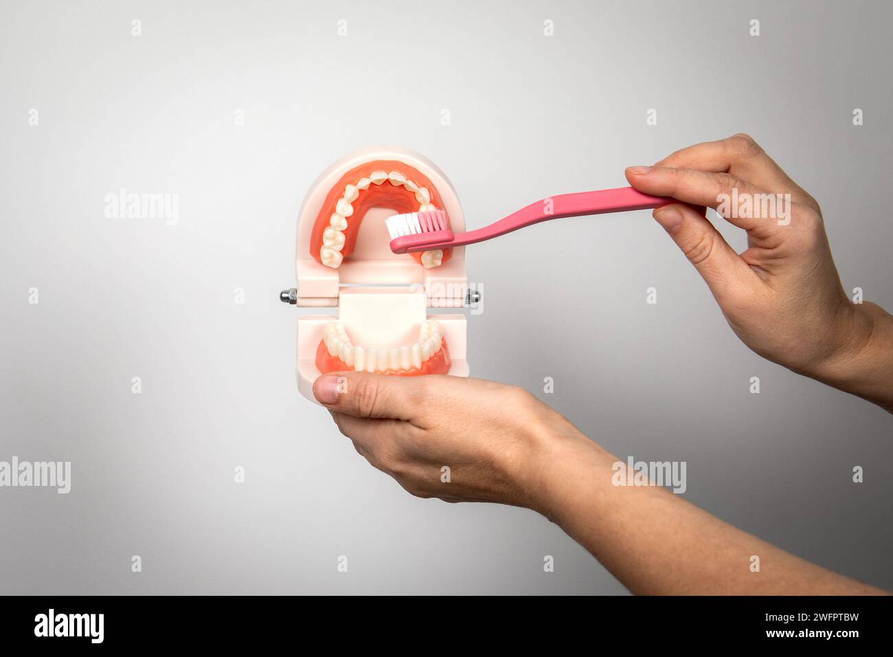 Proper brushing of teeth for better health, dental model and toothbrush ...