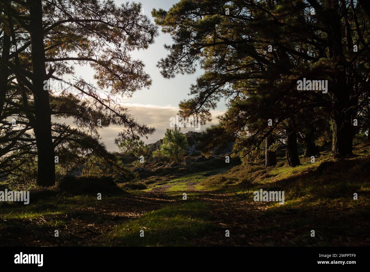 Mino forest hi-res stock photography and images - Alamy