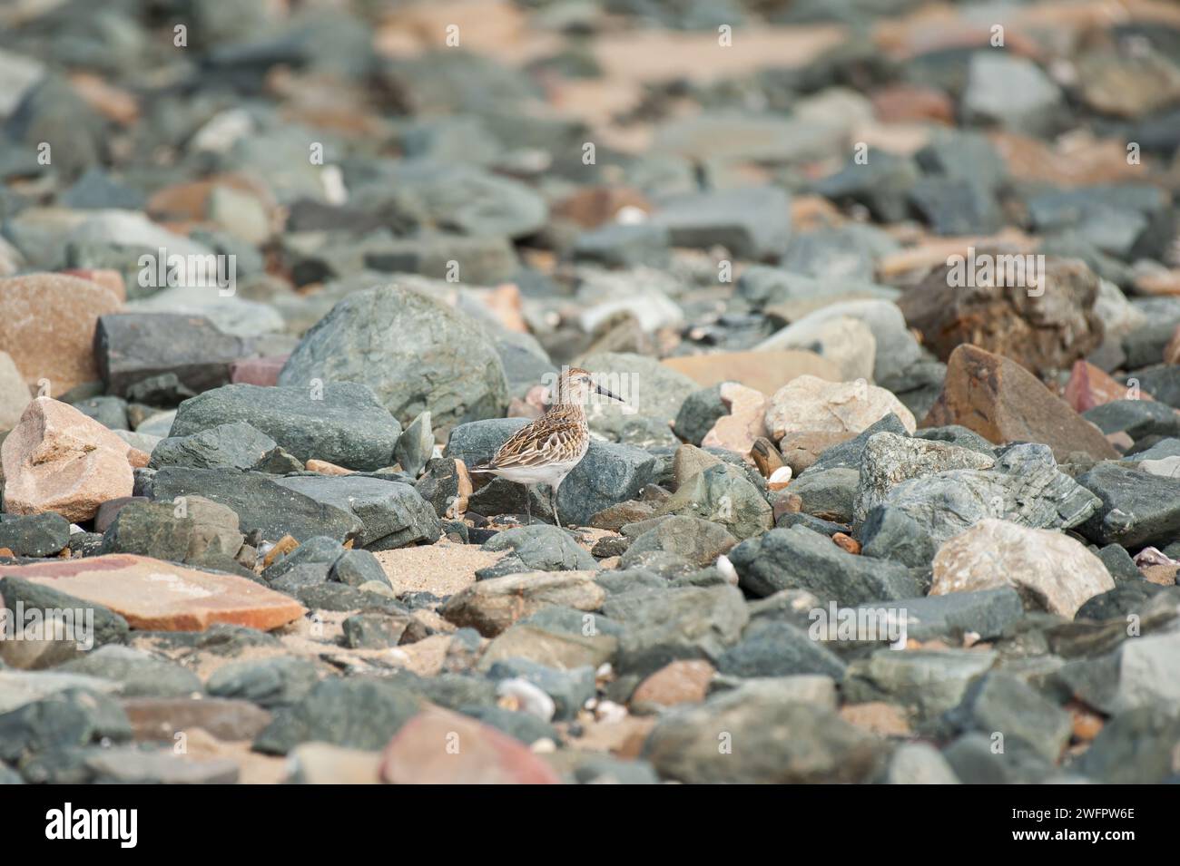 A Dunlin standing on a beach with pebbles, cloudy day in summer in ...