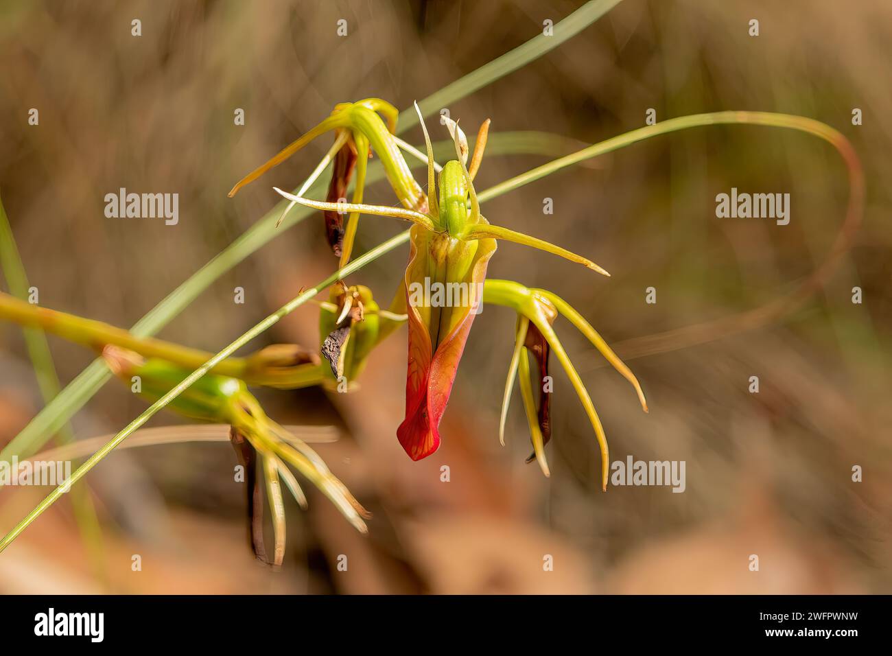 Cryptostylis subulata, Large Tongue-orchid Stock Photo - Alamy