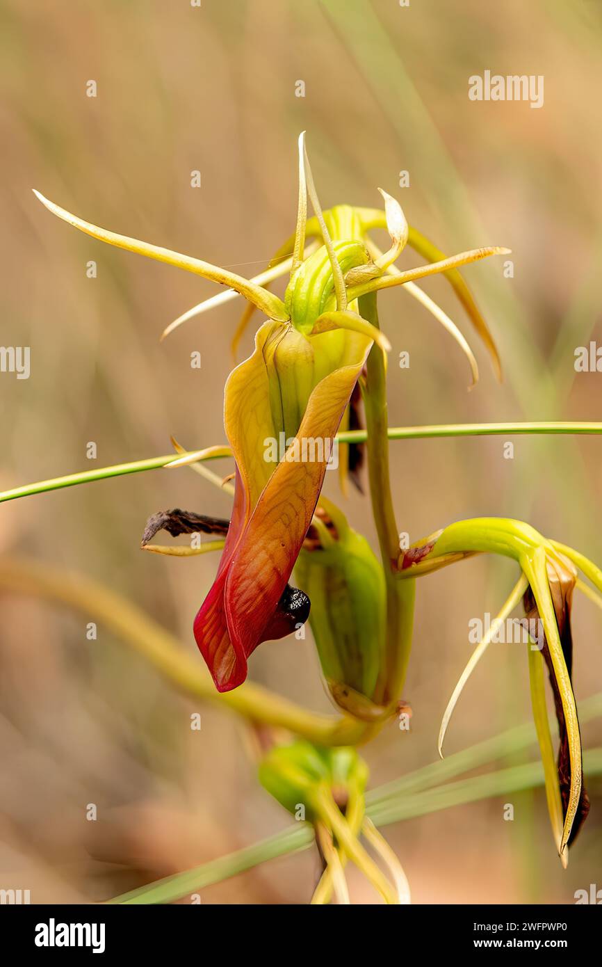 Large tongue orchid flower hi-res stock photography and images - Alamy