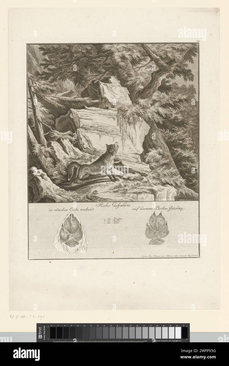 Vos met spoor, Johann Elias Ridinger, 1751 print Augsburg paper etching ...