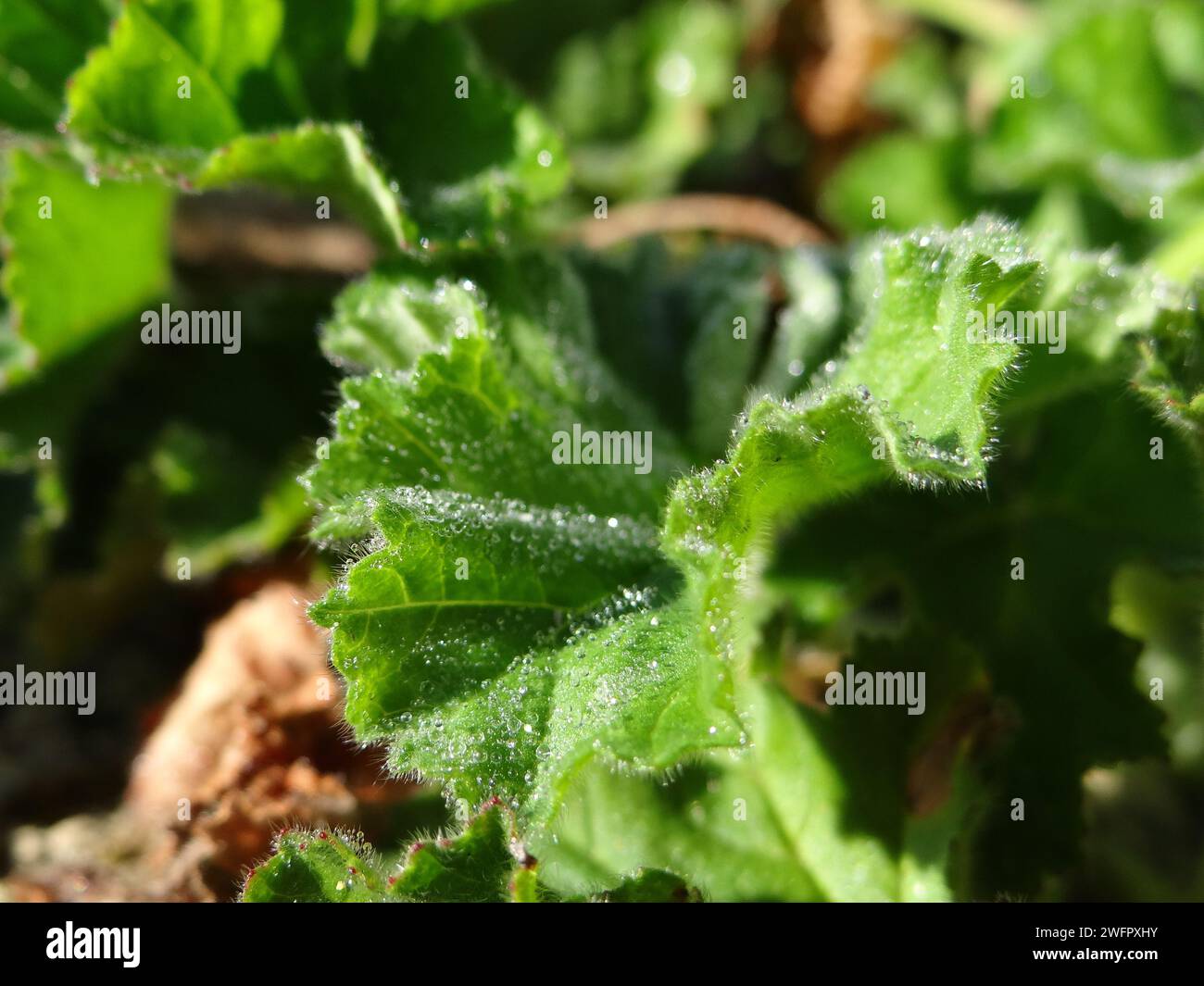 Capturing the ethereal essence of nature, 'Cerulean Bloom' unfolds in a ...