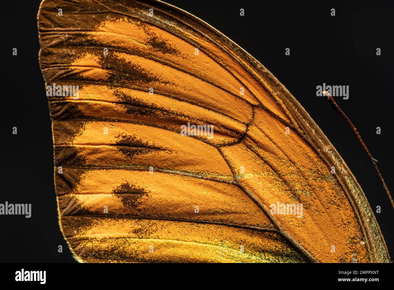 The wing of a butterfly Stock Photo - Alamy