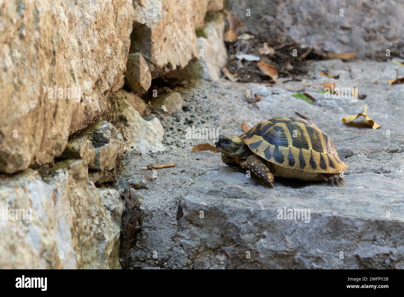 Animal on stairs hi-res stock photography and images - Alamy