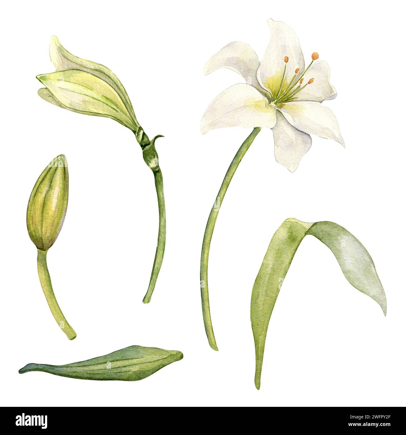 Watercolor botanical white flowers isolated on white background. Easter floral set hand drawn ...