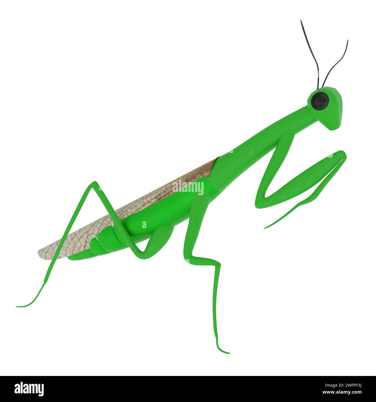 Mantis isolated on white background. High quality 3d illustration Stock ...