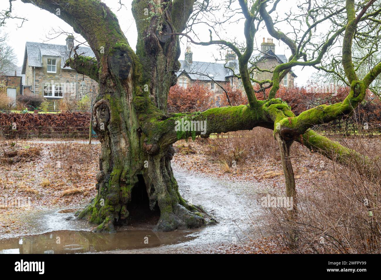 The Birnam Oak is an example of Sessile oak (Quercus petraea) at Birnam, Perth and Kinross ...