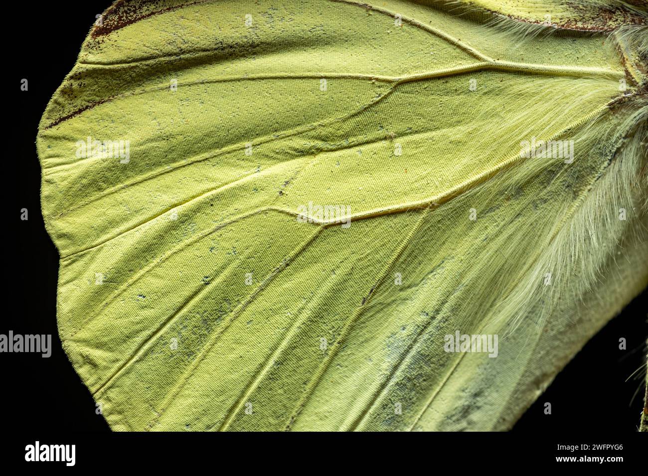 The wing of a butterfly Stock Photo - Alamy