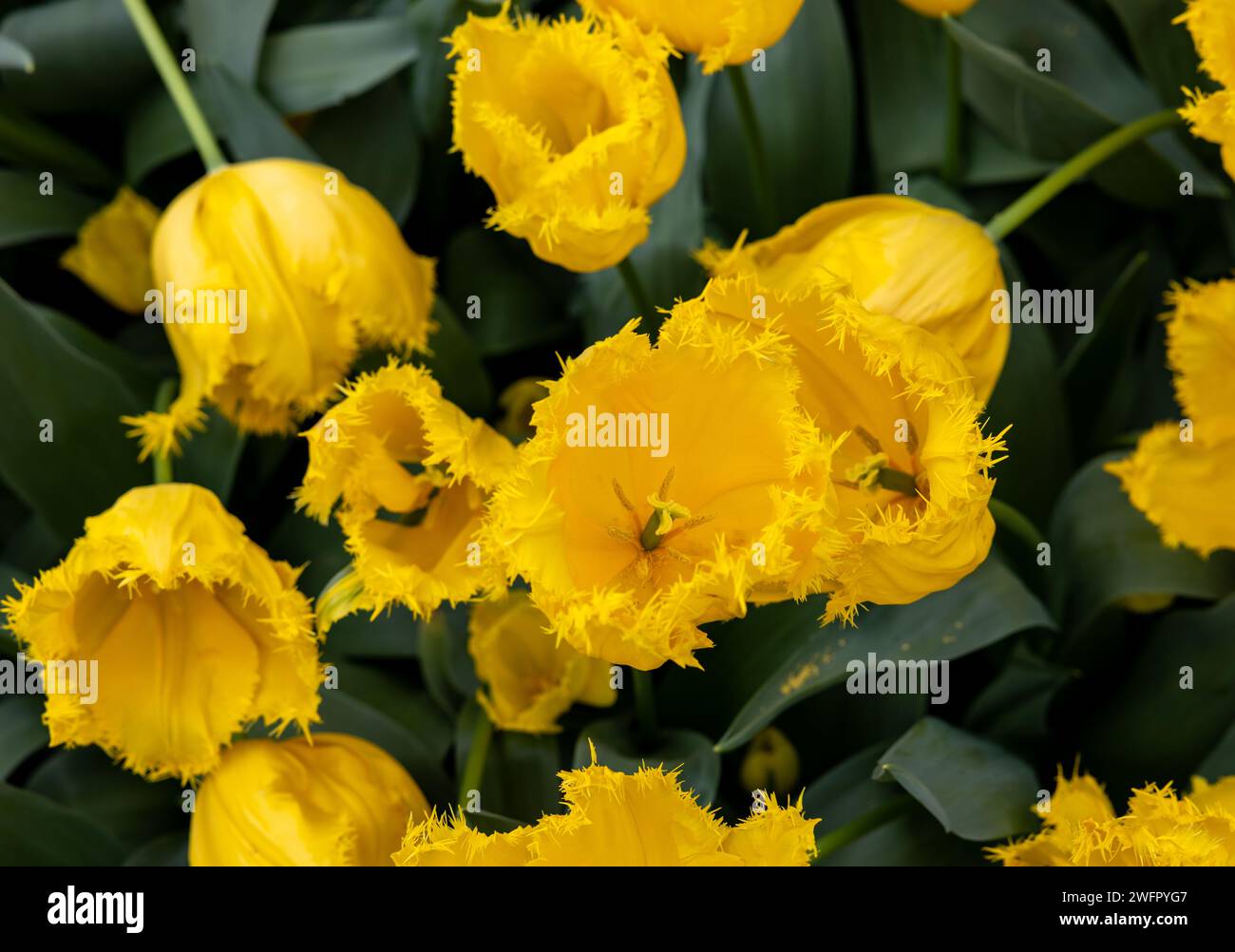 Yellow tulip called Sun Frillzz, Fringed group. Tulips are divided into ...