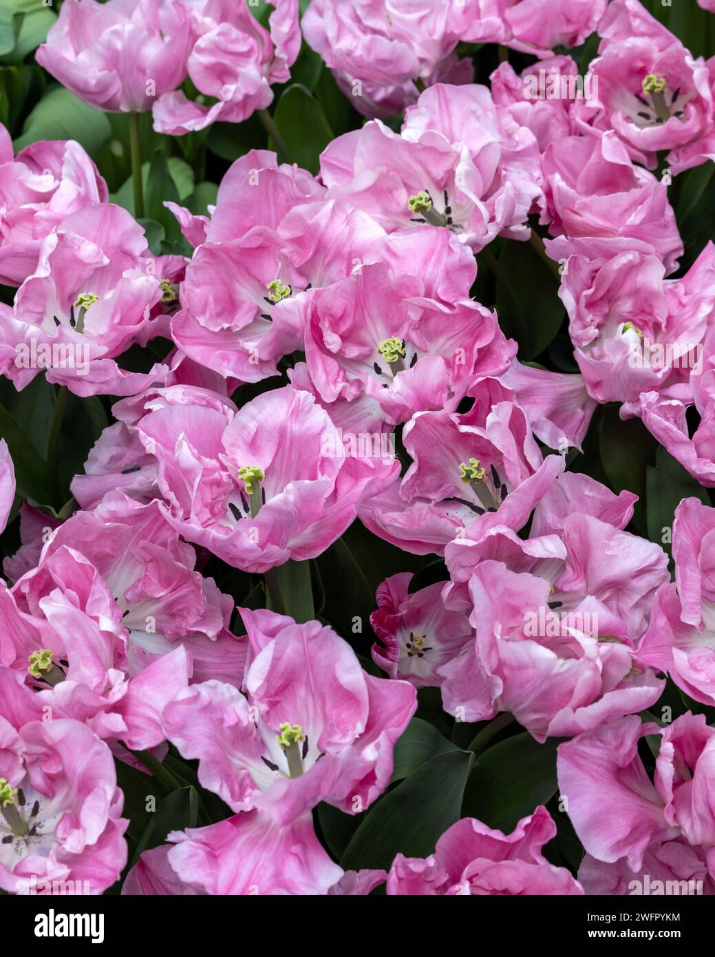 Pink tulip called 325-SV-05-1 Double Early group. Tulips are divided ...