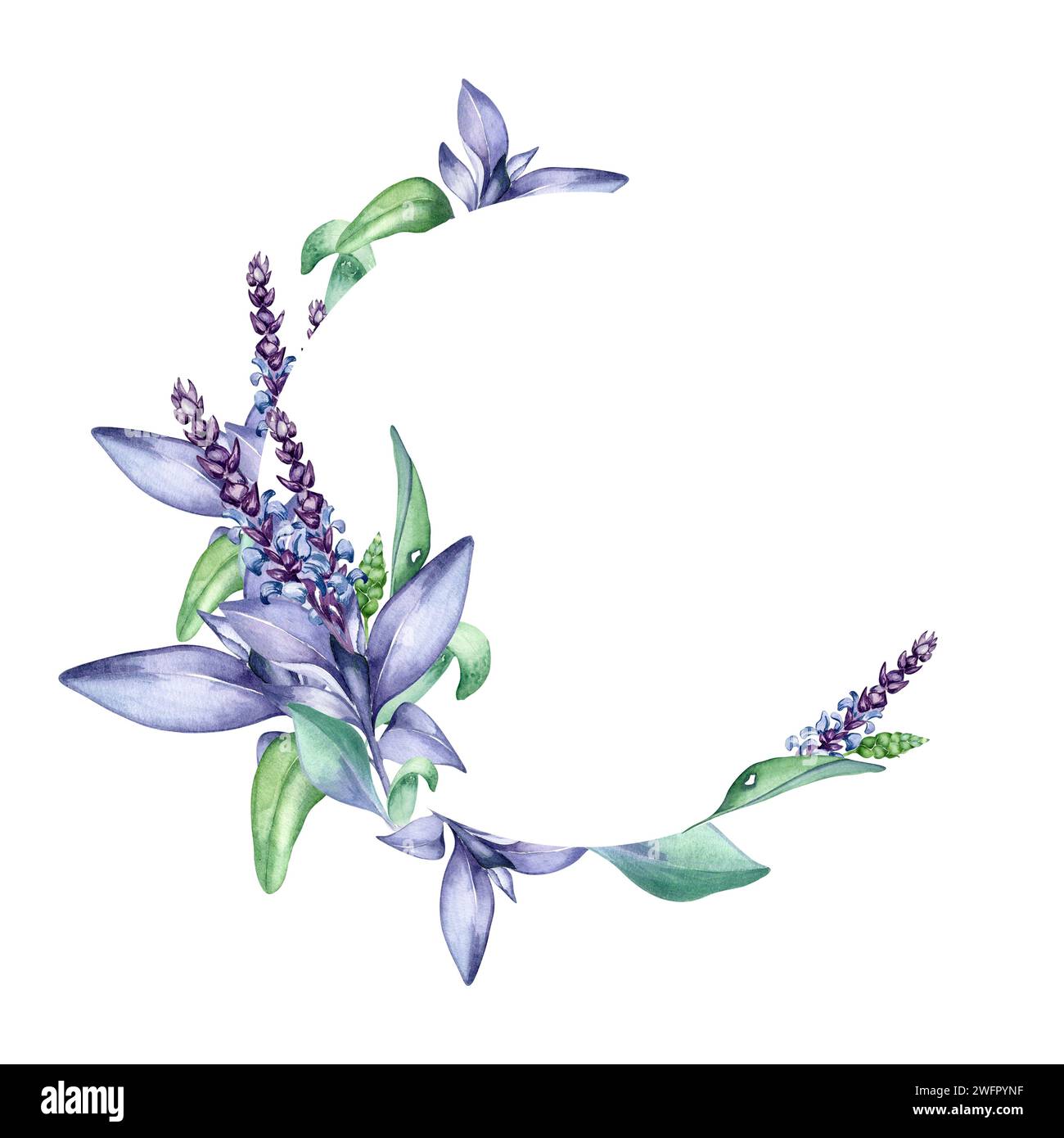 Wreath of sage herbal plant watercolor illustration isolated on white ...