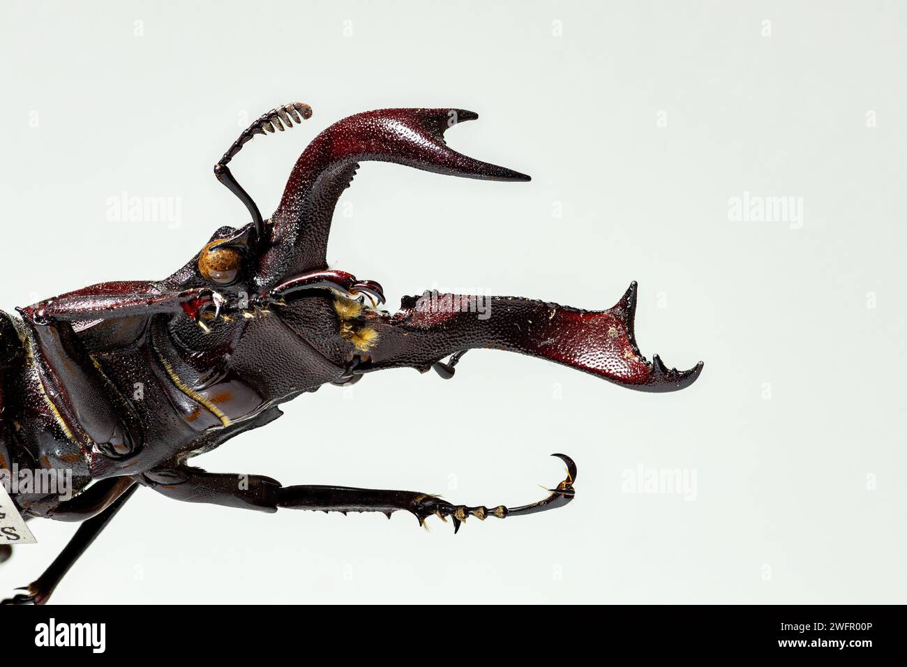 Insects mandibles hi-res stock photography and images - Alamy