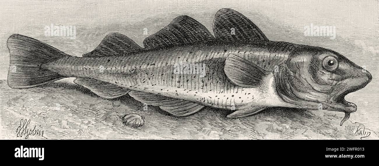 A Newfoundland Atlantic Cod. Newfoundland 1886 by Lieutenant Louis ...