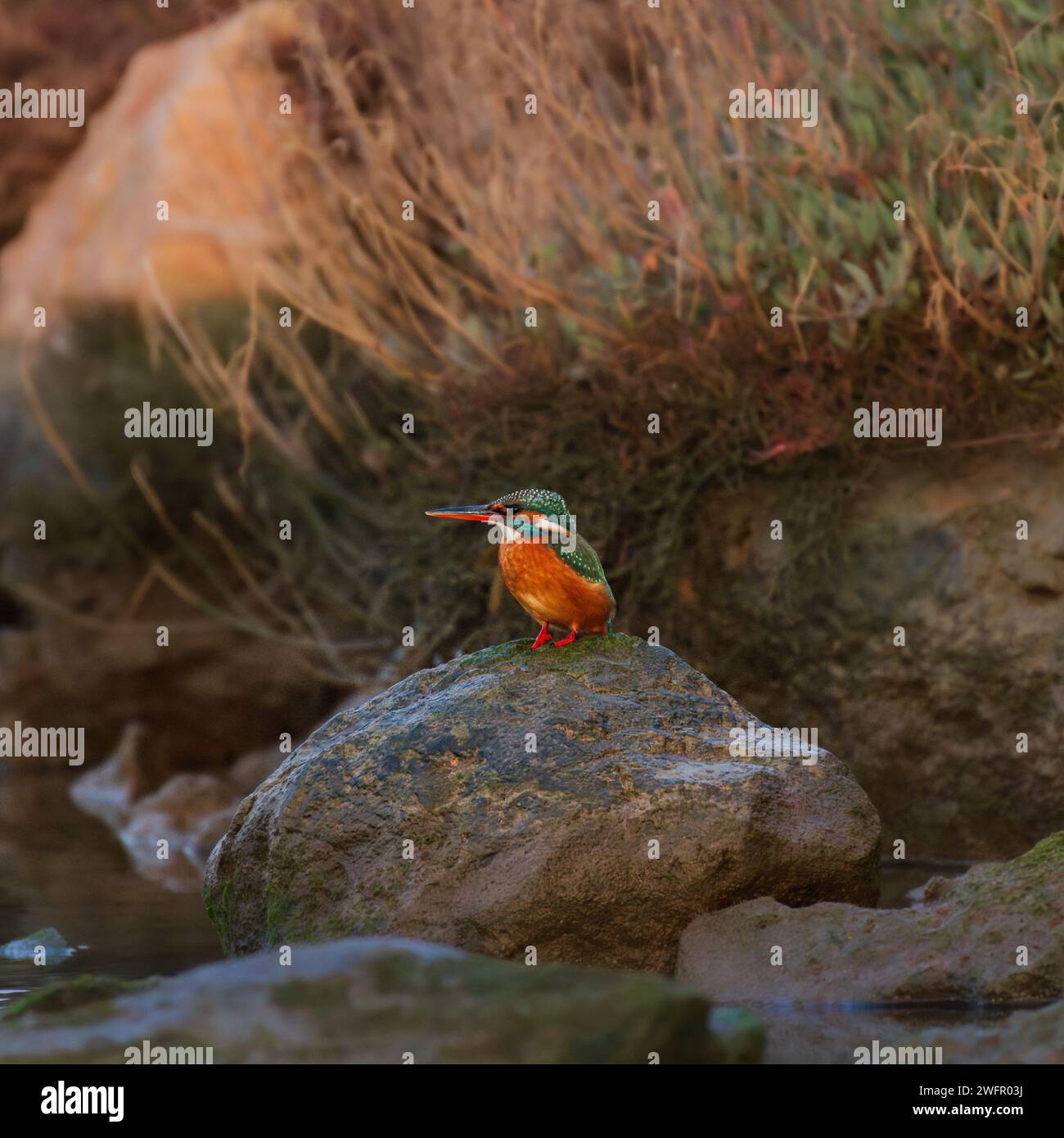 King fisher on rock hi-res stock photography and images - Alamy