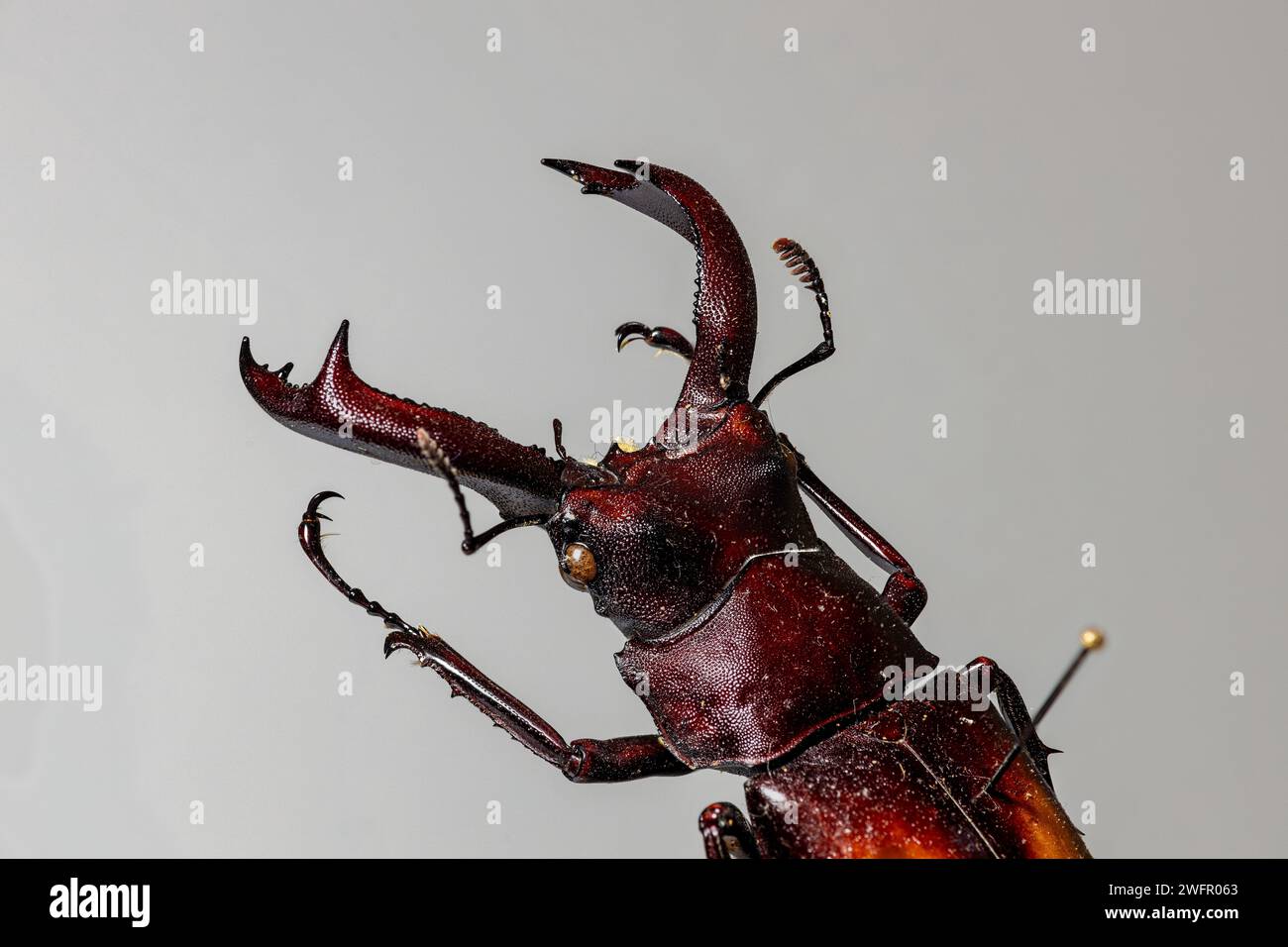 Insects mandibles hi-res stock photography and images - Alamy