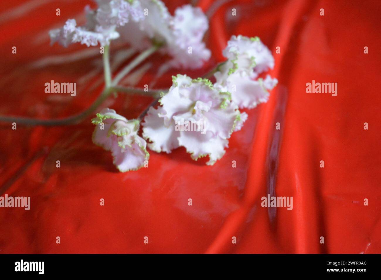 Beautiful flowers of a branch of violets curly flowers of white color ...