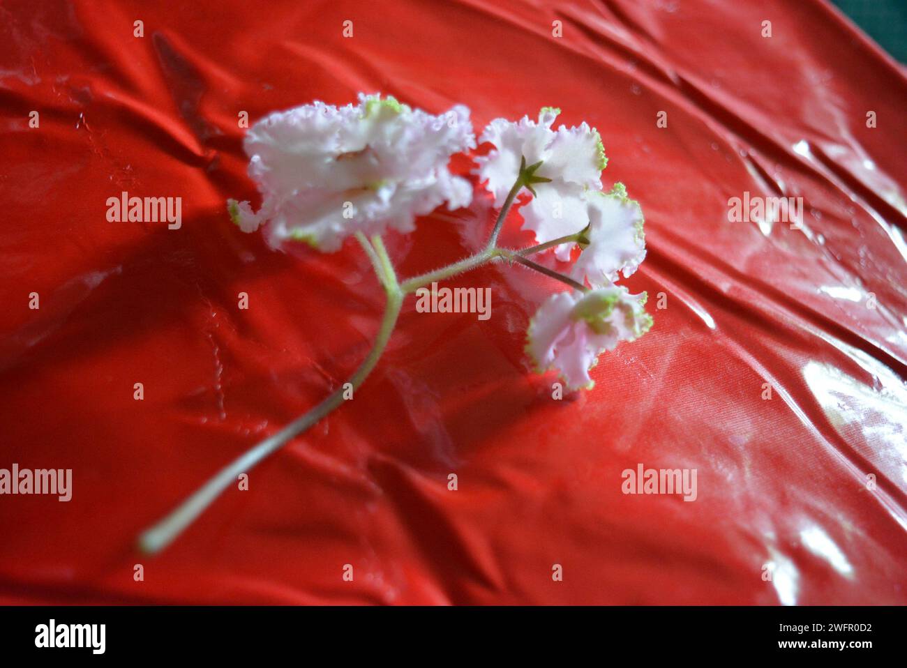 Beautiful flowers of a branch of violets curly flowers of white color ...
