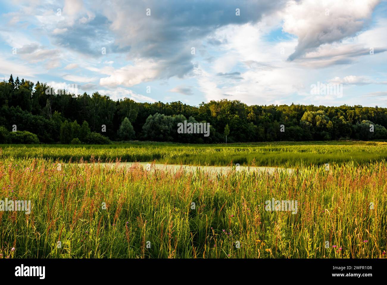 Colorful landscape with thickets of grass surrounding a swamp Stock ...