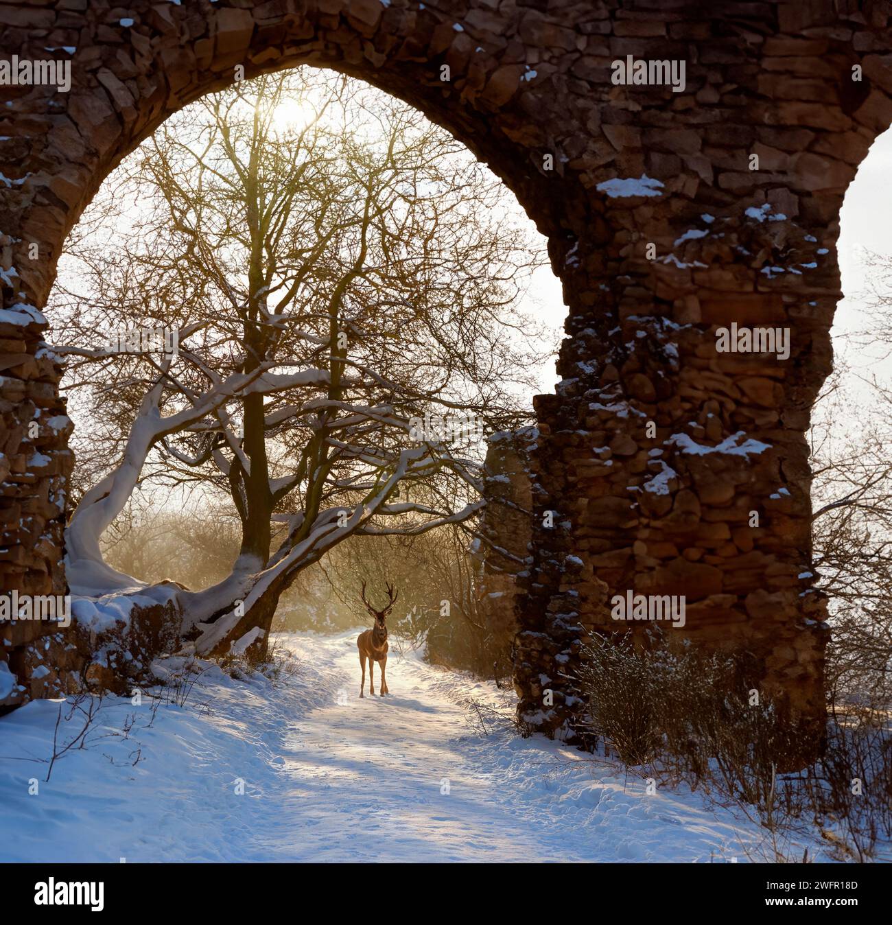 Young stag standing on a snow covered path near abbey ruins in North ...