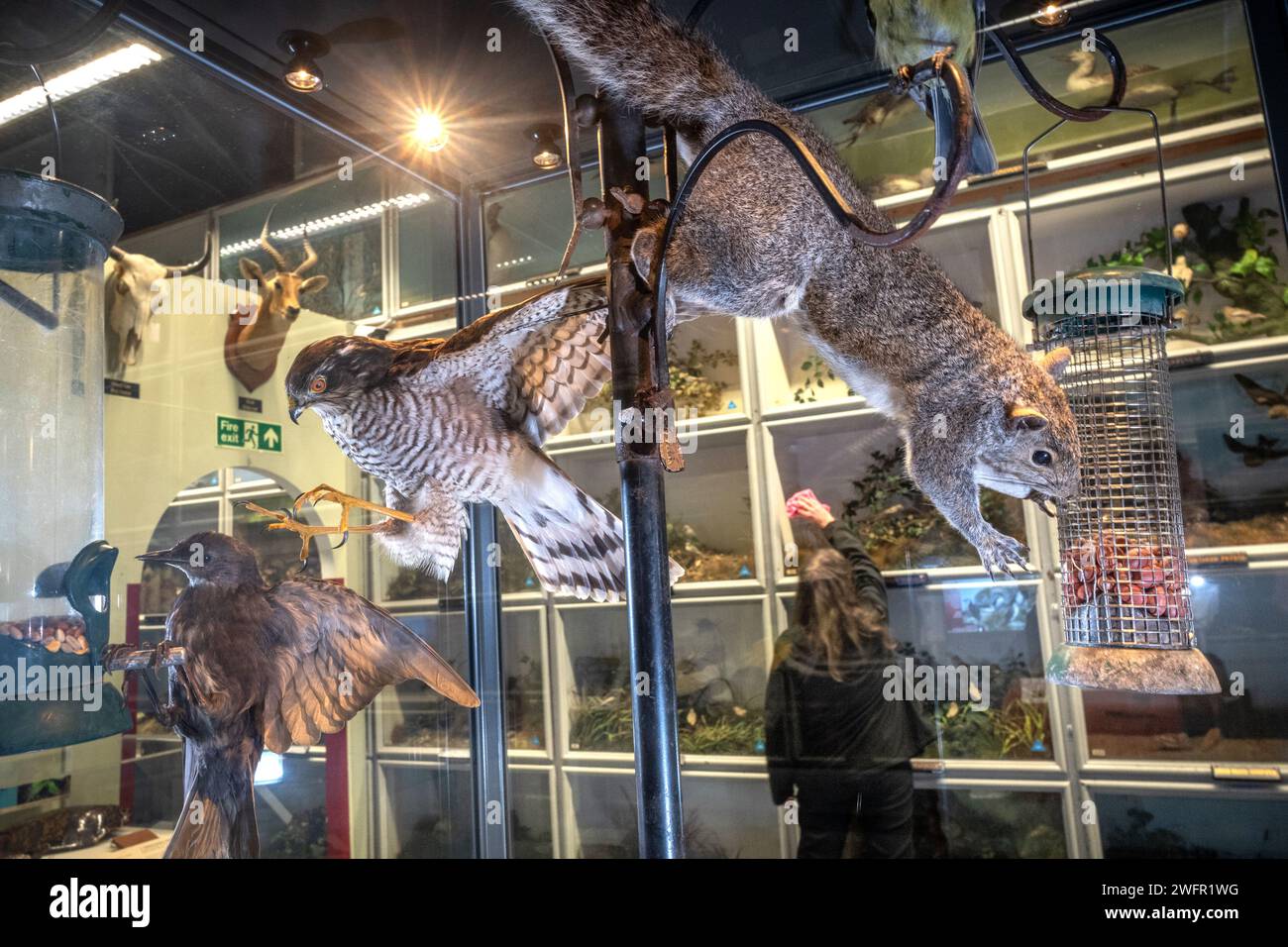 Brighton, January 30th 2024: Brighton’s Booth Museum of Natural History ...