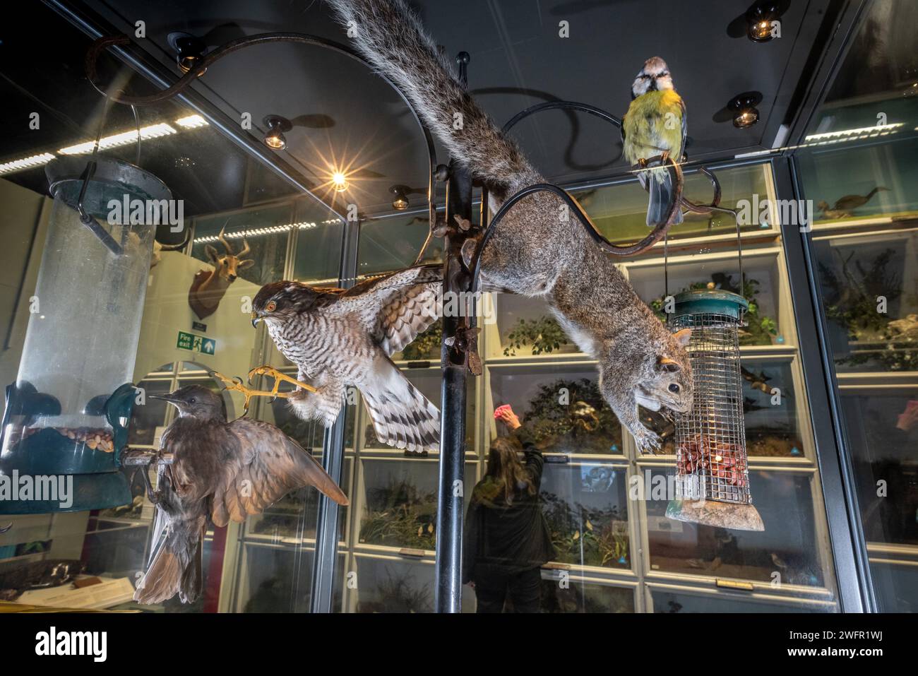 Brighton, January 30th 2024: Brighton’s Booth Museum of Natural History ...