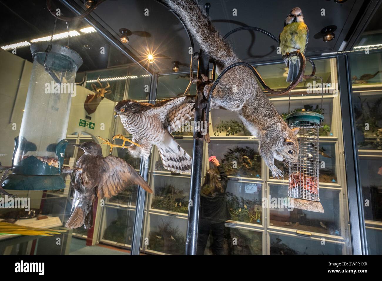 Brighton, January 30th 2024: Brighton’s Booth Museum of Natural History ...