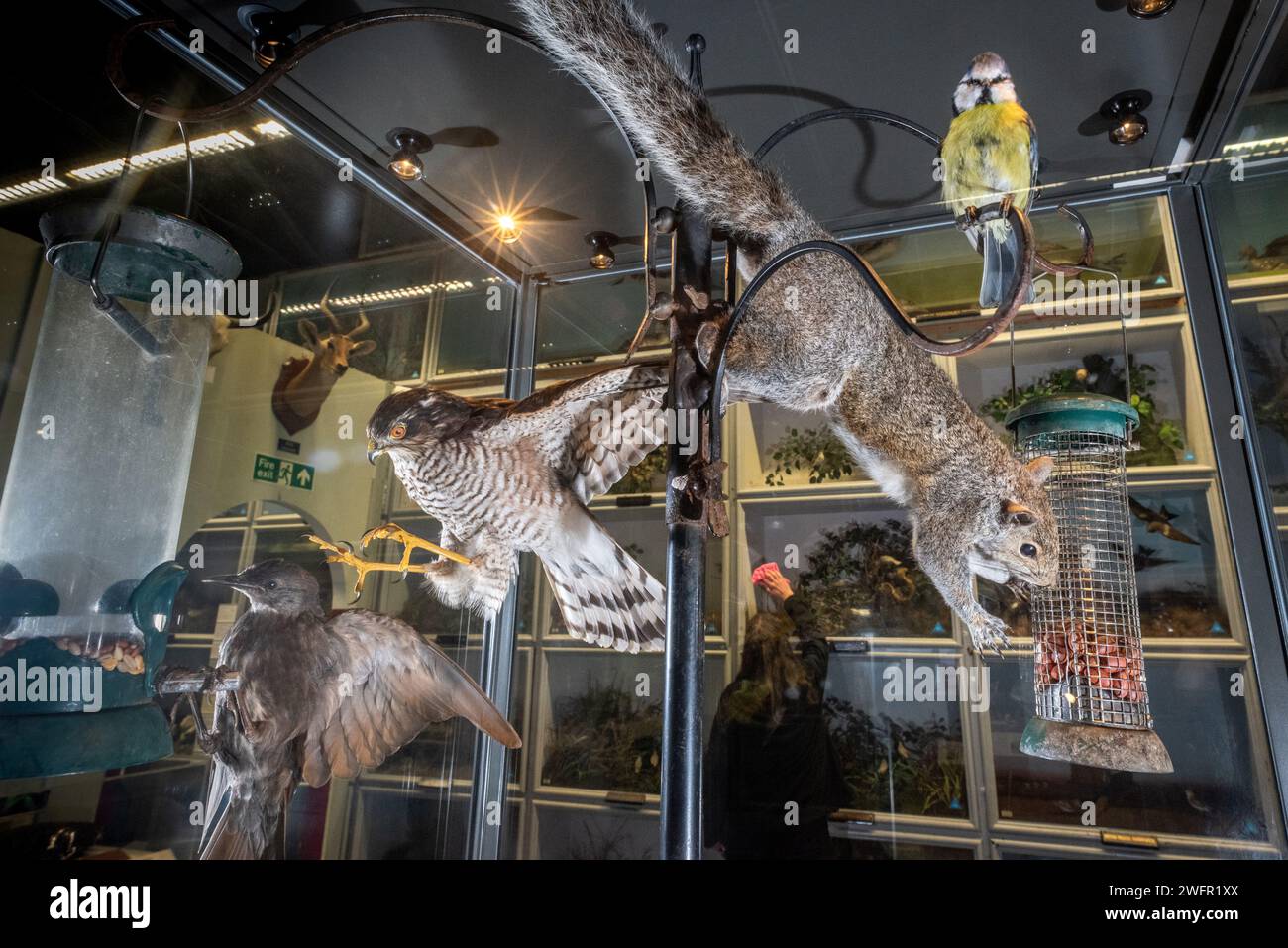 Brighton, January 30th 2024: Brighton’s Booth Museum of Natural History ...