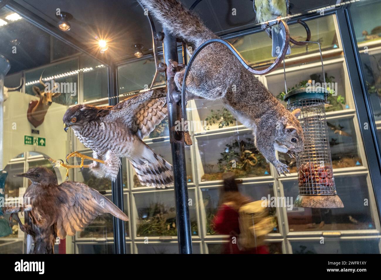 Brighton, January 30th 2024: Brighton’s Booth Museum of Natural History ...